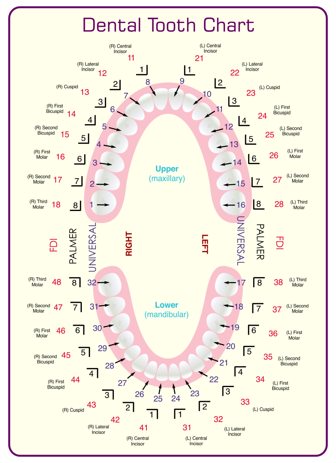 Printable Dental Chart Template