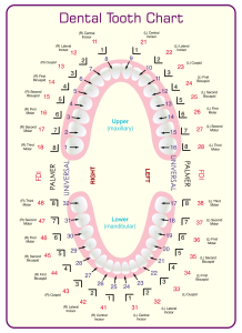 Printable Dental Chart Template